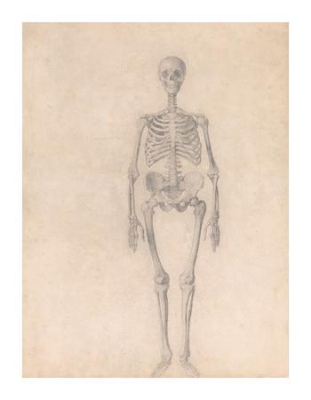'Human Skeleton, Anterior View' Premium Giclee Print - George Stubbs ...
