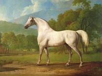 'Whistlejacket, 1762' Giclee Print - George Stubbs | AllPosters.com