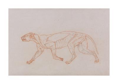 'Tiger Body, Lateral View' Premium Giclee Print - George Stubbs ...