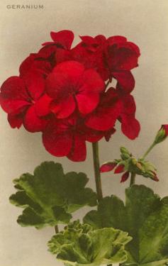 Geranium Posters, Prints, Paintings & Wall Art | AllPosters.com