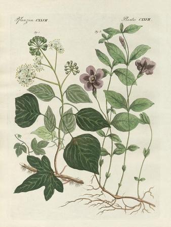 German Evergreen Plant Giclee Print | AllPosters.com