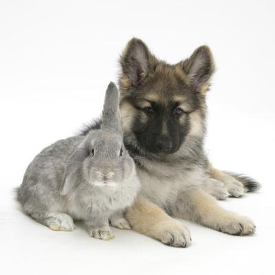 'German Shepherd Dog (Alsatian) Bitch Puppy, Echo, with Grey Windmill ...