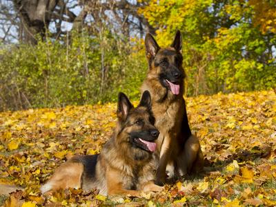 'German Shepherd Dog in Fall Color' Photographic Print - Lynn M. Stone ...
