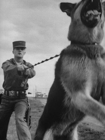 'German Shepherd Trained to Protect Bombers at Sac Loring Air Force ...
