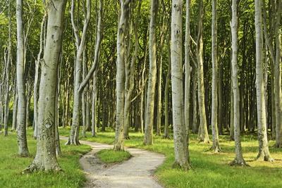 'Gespensterwald (Ghost Forest) Near Nienhagen, Baltic Sea, Mecklenburg ...