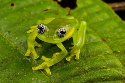 'Ghost glass frog sitting on leaf and looking up, Centro Manu, Costa ...