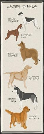 Medium Breeds Giclee Print - GI ArtLab | AllPosters.com
