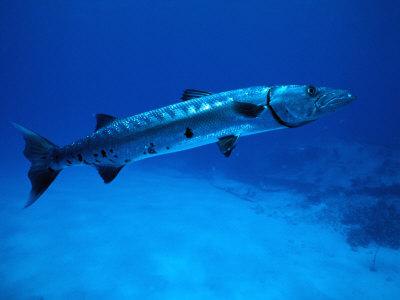 'Giant Barracuda, FL' Photographic Print - Mike Mesgleski | AllPosters.com