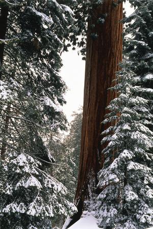 'Giant Forest, Giant Sequoia Trees in Snow, Sequoia National Park ...