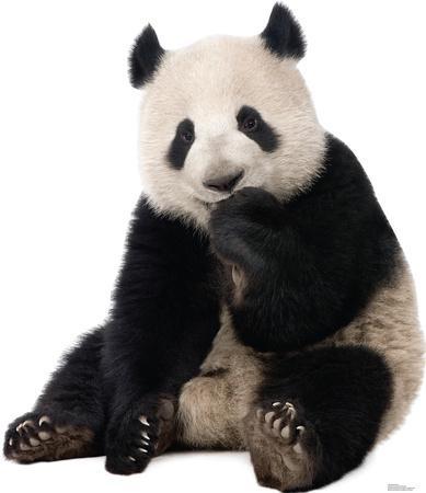 'Giant Panda Lifesize Cardboard Cutout' Cardboard Cutouts | AllPosters.com