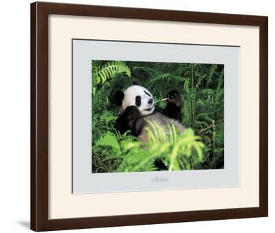 'Giant Panda, Szechwan Province, China' Posters - Fernandez ...
