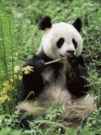 'Giant Panda, Wolong Nr, Qionglai Mts, Sichuan, China' Photographic ...