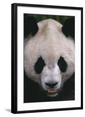'Giant Panda' Photographic Print - DLILLC | AllPosters.com