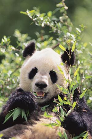 'Giant Panda' Photographic Print - DLILLC | AllPosters.com
