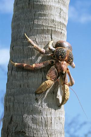 'Giant Robber, Coconut Crab' Photographic Print | AllPosters.com