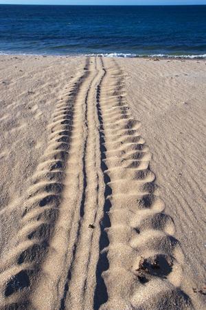 'Giant Turtle Tracks in the Sand' Photographic Print - Paul Souders ...