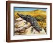 'Gidgee Spiny-Tailed Skink or Stoke's Skink (Egernia Stokesii ...
