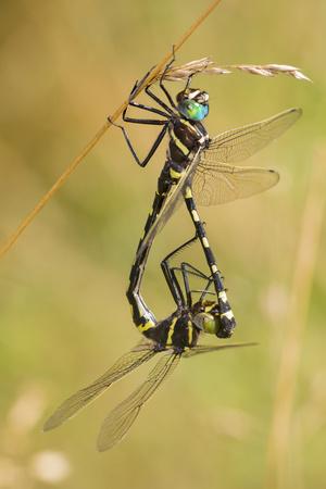 'Gilded River Cruiser (Macromia Pacifica) in copulation wheel. Ripley ...