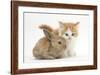 'Ginger-And-White Kitten Baby Rabbit' Photographic Print - Mark Taylor ...