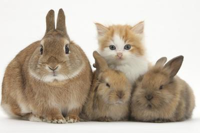 'Ginger-And-White Kitten, Sandy Netherland Dwarf-Cross Rabbit and Baby ...