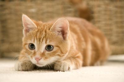 'Ginger Cat Waiting to Pounce' Photographic Print | AllPosters.com