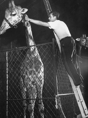 'Giraffe Being Treated by Circus Veterinarian' Photographic Print ...