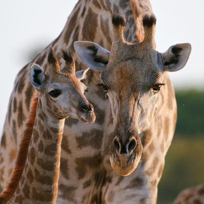 'Giraffe female bending down to calf, Okavango, Botswana' Photographic ...