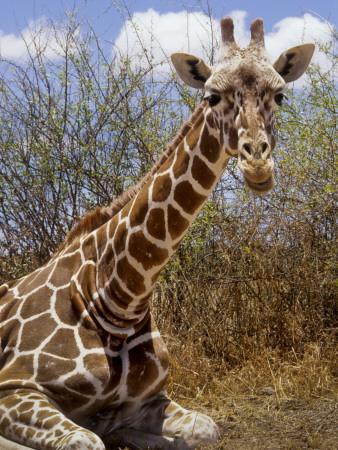 'Giraffe Lying Down, Loisaba Wilderness, Laikipia Plateau, Kenya ...
