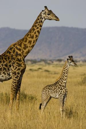 'Giraffe Mother and Baby Giraffe on the Savanah of the Masai Mara ...