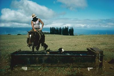 'Glen Souza, Haleakala Ranch, Hawaii (Photo)' Giclee Print | AllPosters.com