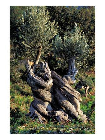 'Gnarly Tree Stumps' Posters | AllPosters.com
