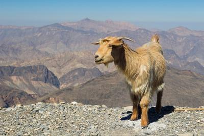 'Goat with Al Hajar Mountains (Oman Mountains) in the background, close ...