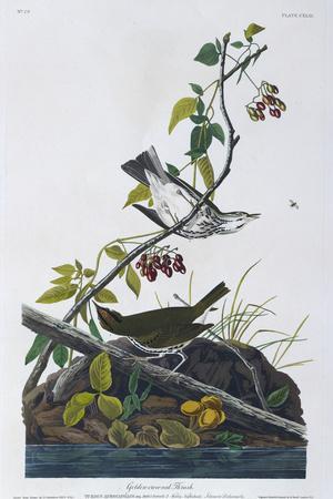 'Golden crowned Thrush' Giclee Print | AllPosters.com