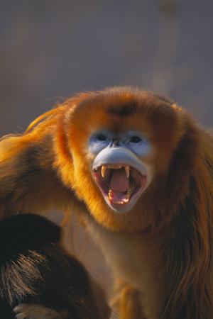 'Golden Snub-Nosed Monkey Snarling' Photographic Print - DLILLC ...