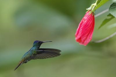 'Golden-tailed Sapphire (Chrysuronia oenone) hummingbird in flight ...