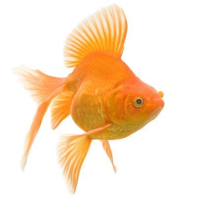 'Goldfish Studio Shot' Photographic Print | AllPosters.com