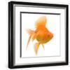 'Goldfish Studio Shot' Photographic Print | AllPosters.com