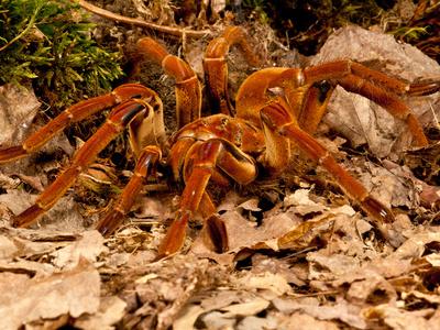 'Goliath Bird-Eater Spider, Theraphosa Blondi, Native to the Rain ...