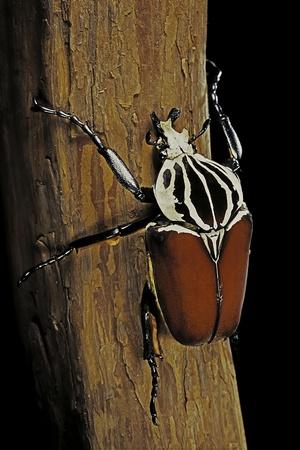 'Goliathus Goliatus (Goliath Beetle)' Photographic Print - Paul ...