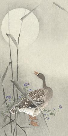 'Goose at Full Moon - Gander' Giclee Print - Ohara Koson | AllPosters.com