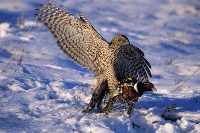 'Goshawk Catching Prey' Photographic Print - W. Perry Conway ...