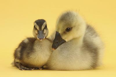 'Gosling and Duckling Together on Yellow Background' Photographic Print ...