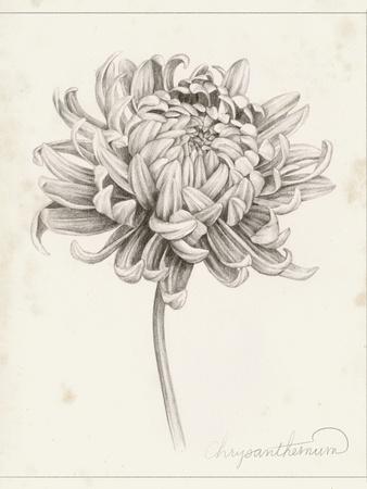 'Graphite Chrysanthemum Study I' Art - Grace Popp | AllPosters.com