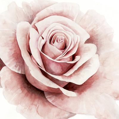 'Powder Pink Rose I' Prints | AllPosters.com