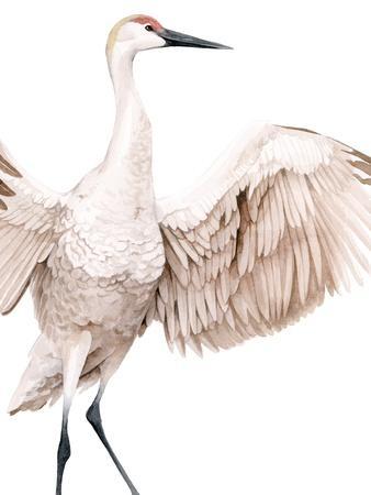 Whooping Crane I - Grace Popp | AllPosters.com