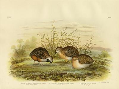 'Least Swamp Quail, 1891' Giclee Print - Gracius Broinowski ...
