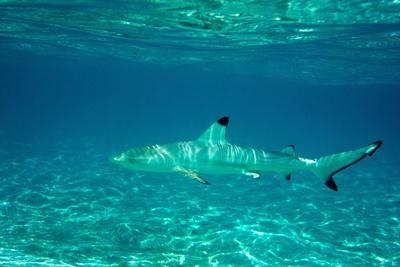 Blacktip reef shark juvenile in shallow water, Maldives Photographic ...