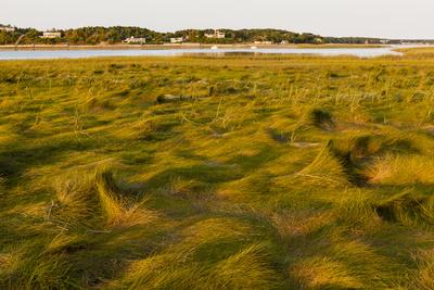 'Grass , Cape Cod National Seashore, Massachusetts' Photographic Print ...