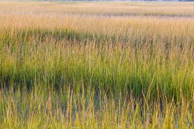 'Grass , Cape Cod National Seashore, Massachusetts' Photographic Print ...