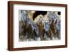 'Graveyard Point Plume Agate, Oregon' Photographic Print - Darrell ...